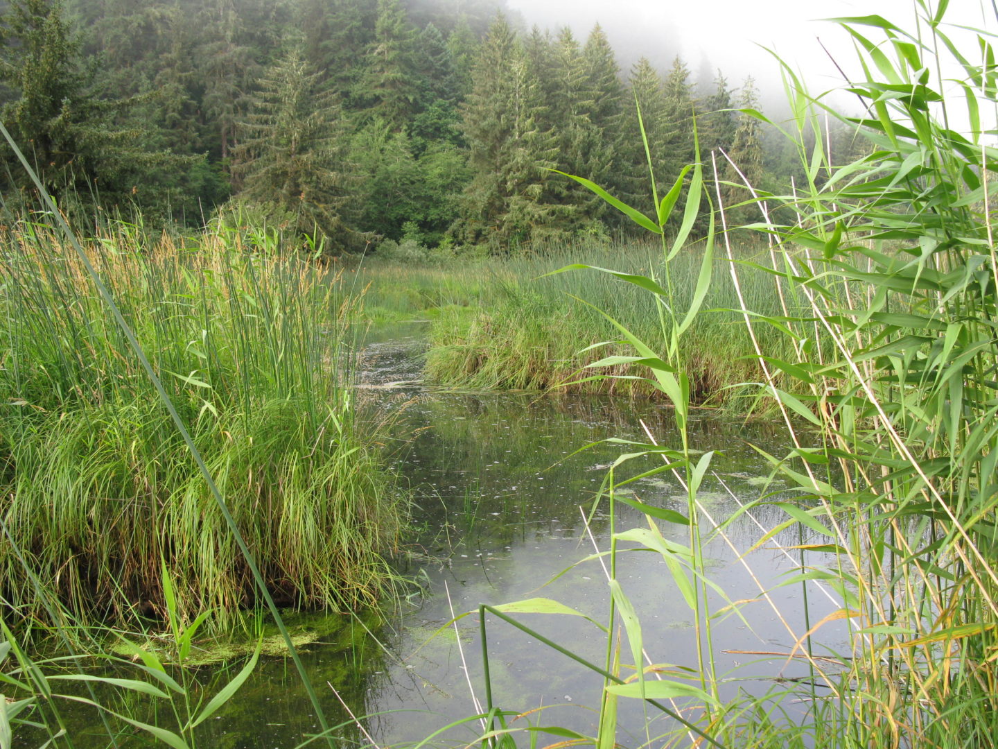 Duncan Island - McKenzie River Trust