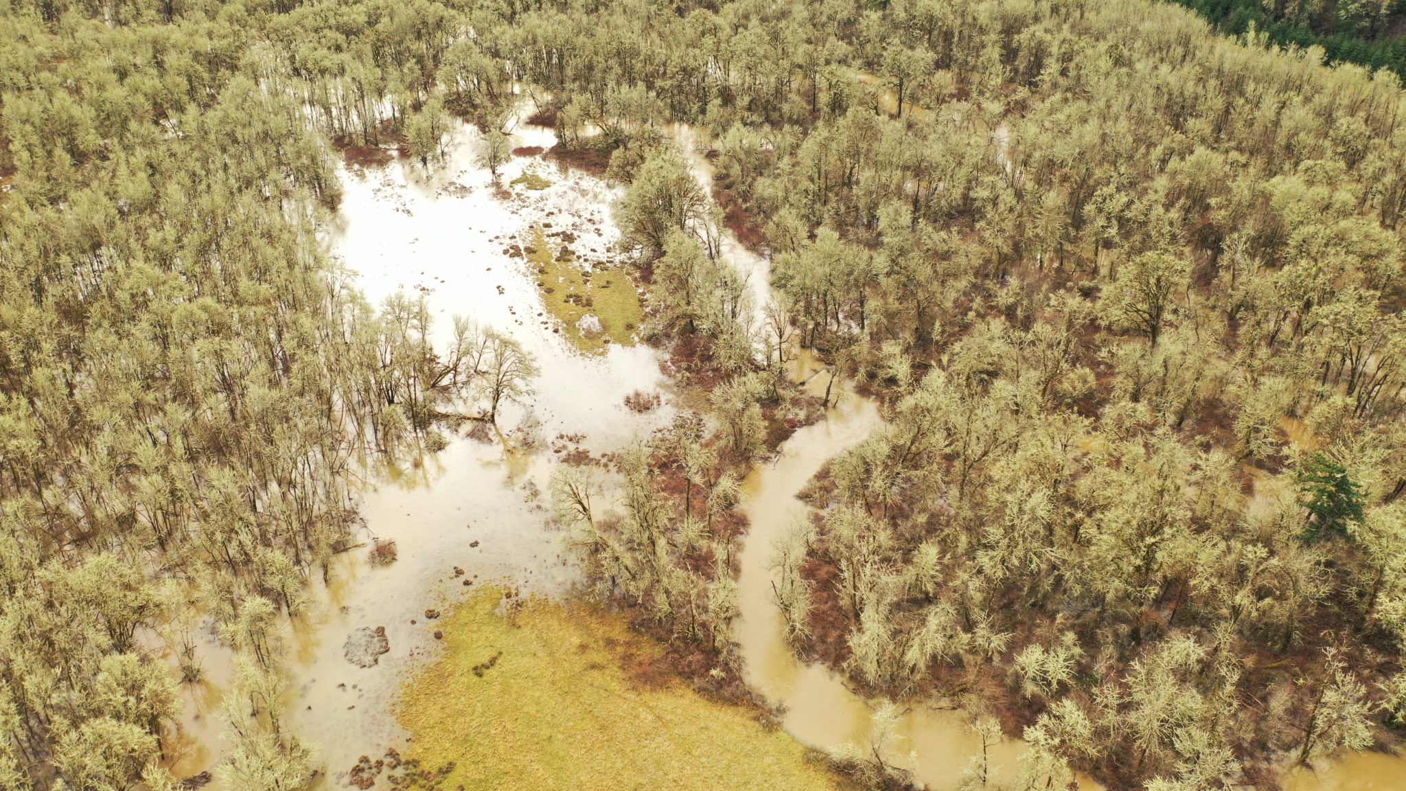 Restoration Underway at Coyote Spencer Wetlands - McKenzie River Trust ...