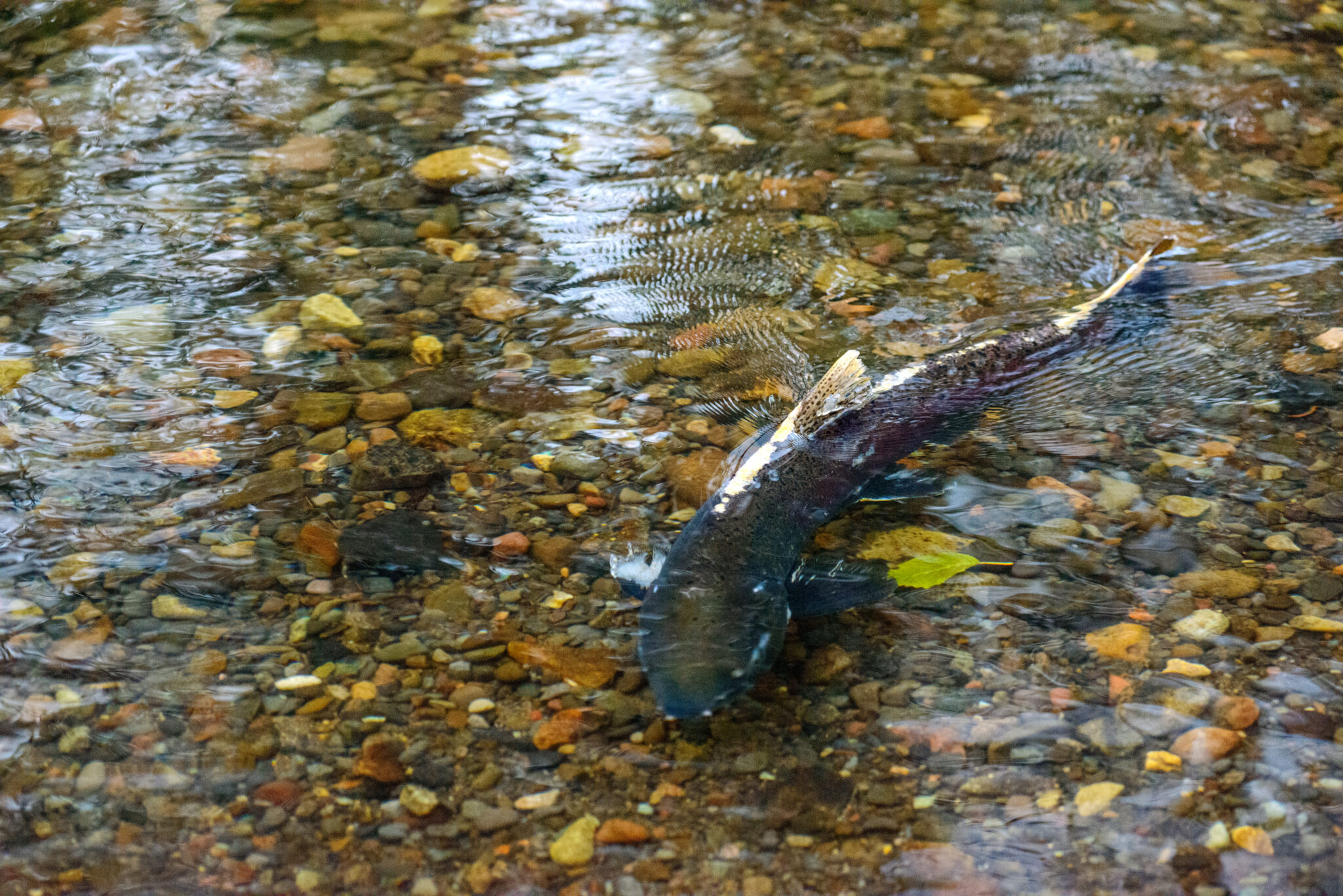 Salmon Return to Revived McKenzie River Habitats - McKenzie River Trust