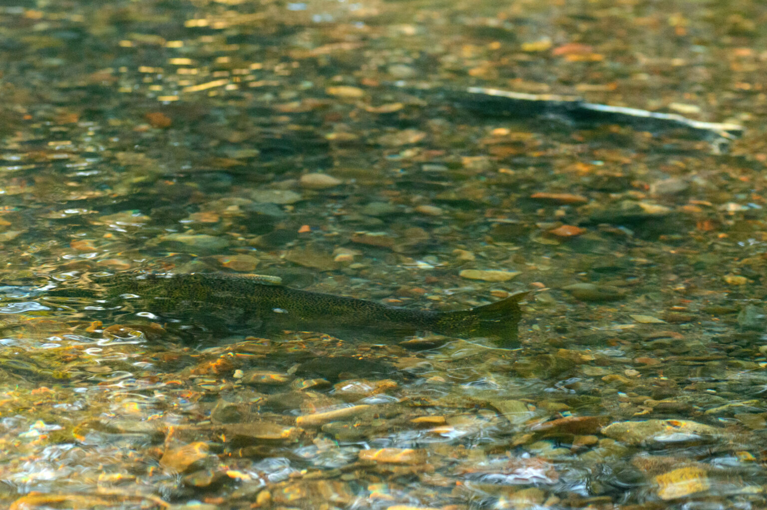 Salmon Return to Revived McKenzie River Habitats - McKenzie River Trust ...