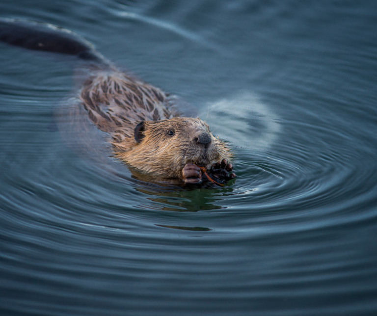 Lessons from a Beaver on International Beaver Day - McKenzie River ...