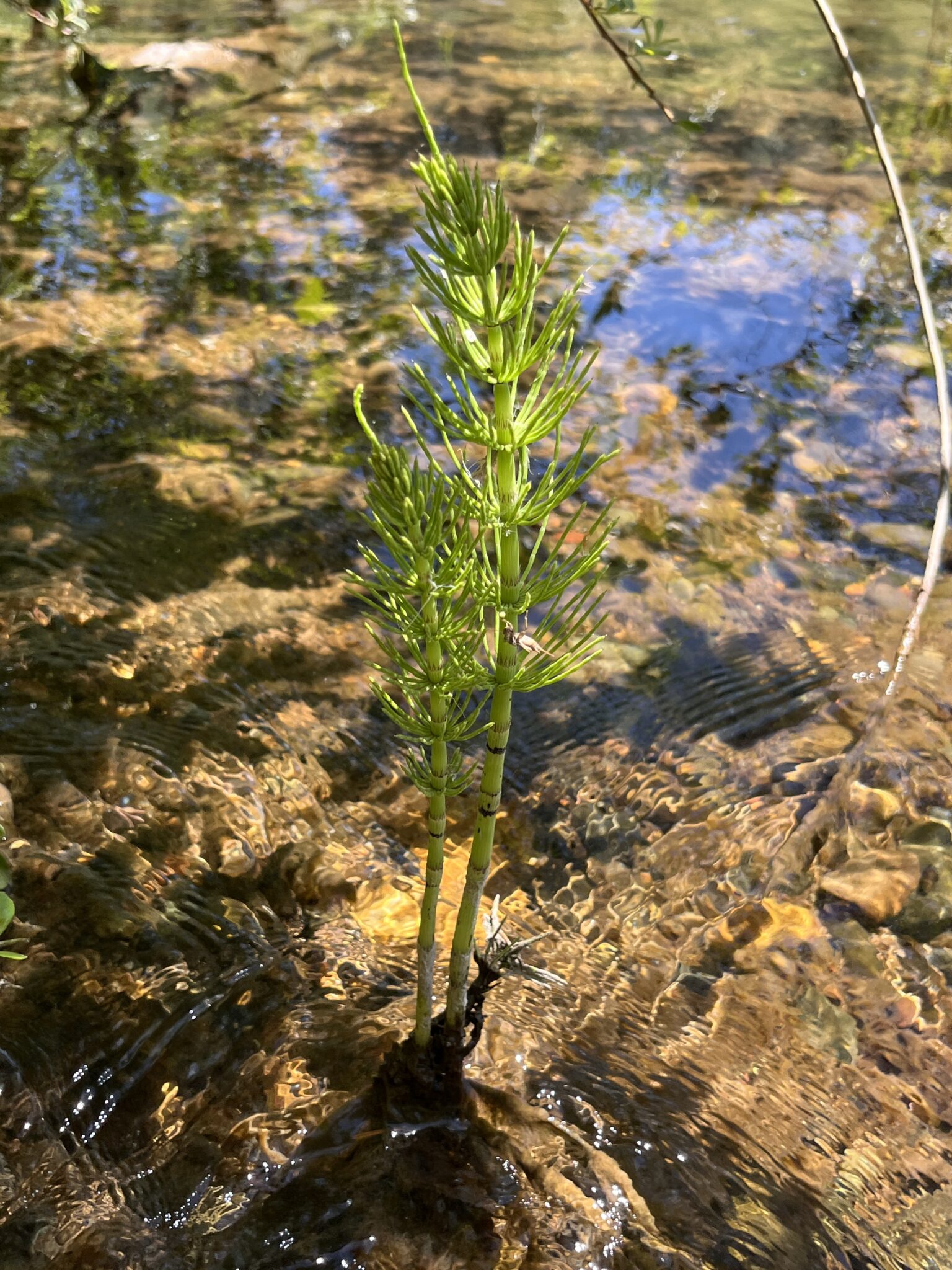 Gate Creek - McKenzie River Trust | Protecting Lands in Western Oregon